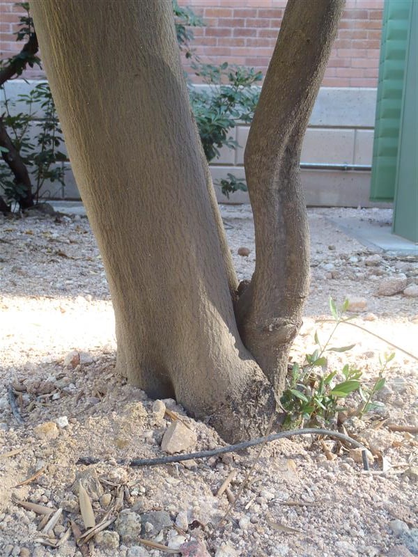 Find Trees & Learn | UA Campus Arboretum